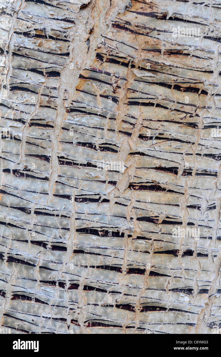 Dracaena Draco Resin