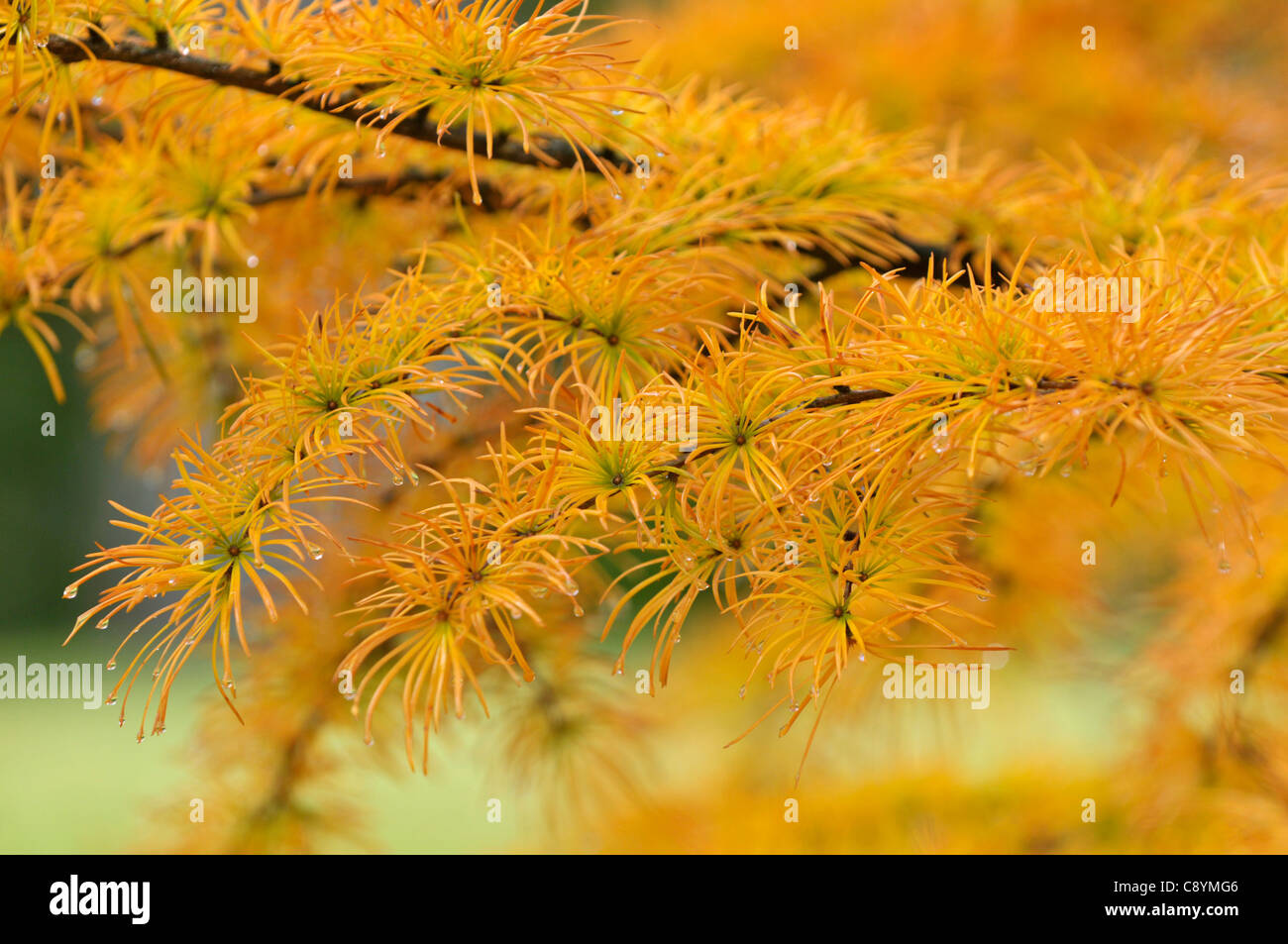 Golden Larch: Pseudolarix amabalis in autumn Stock Photo - Alamy