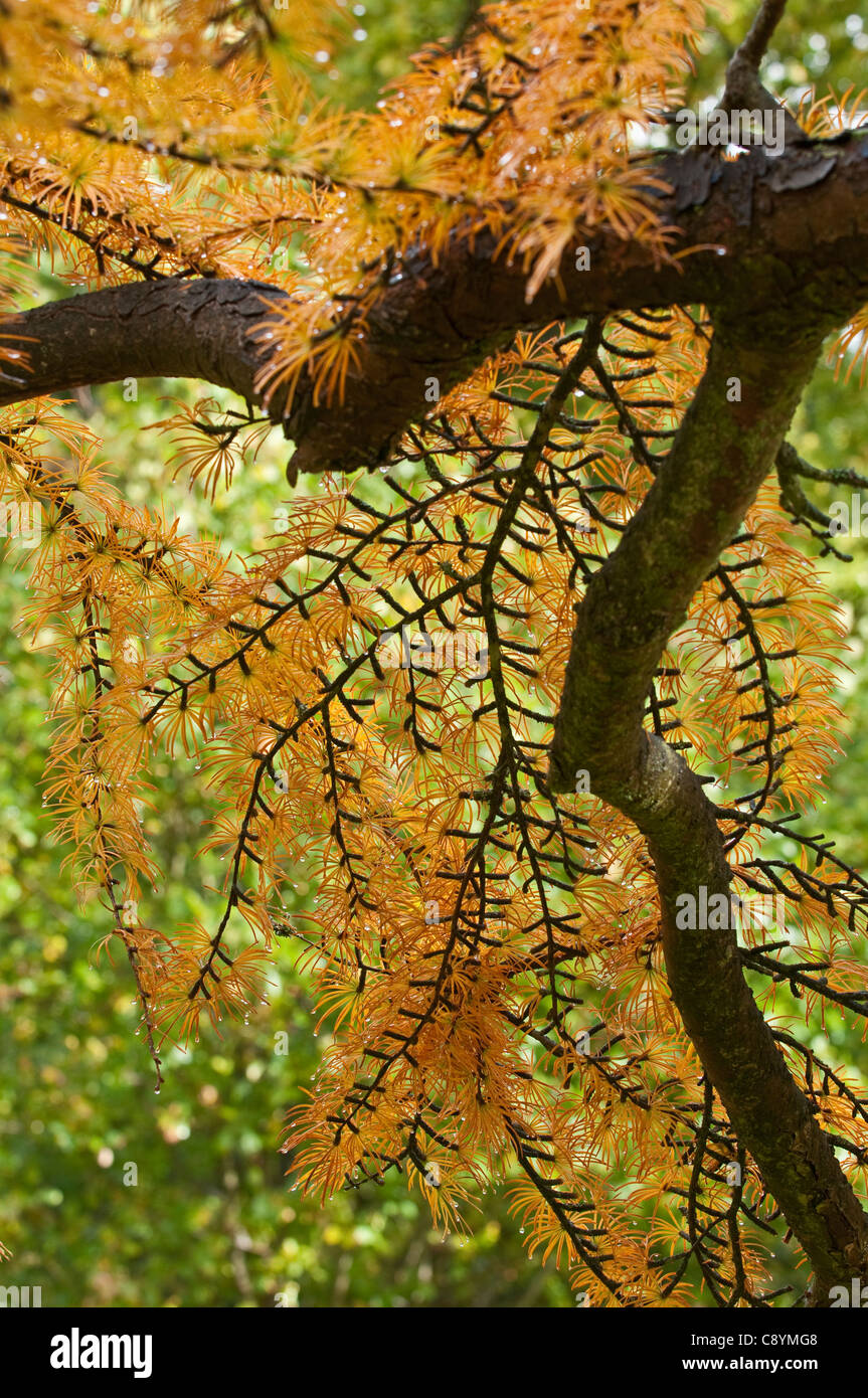 Golden Larch: Pseudolarix amabalis in autumn Stock Photo - Alamy