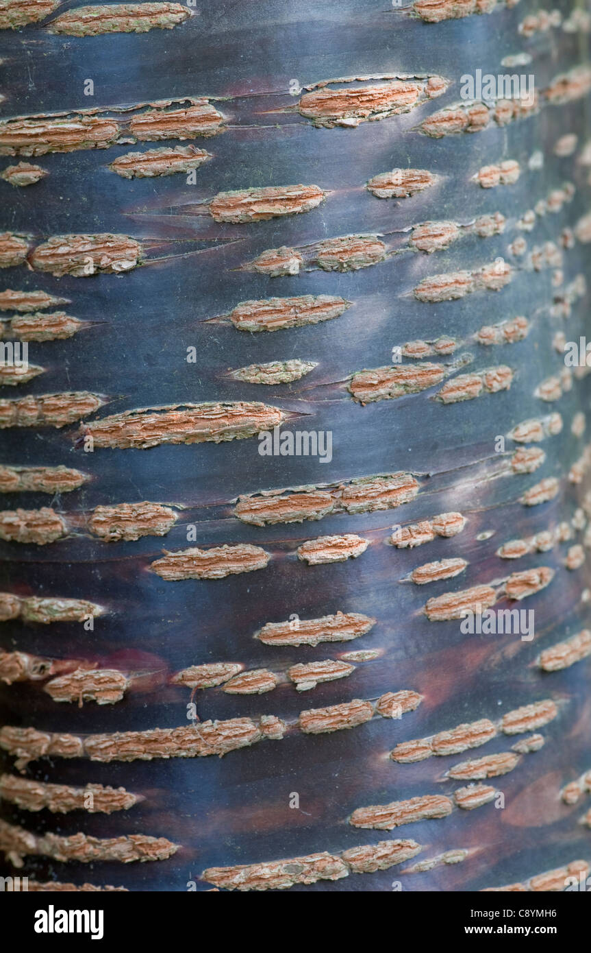 Prunus tree bark hi-res stock photography and images - Alamy
