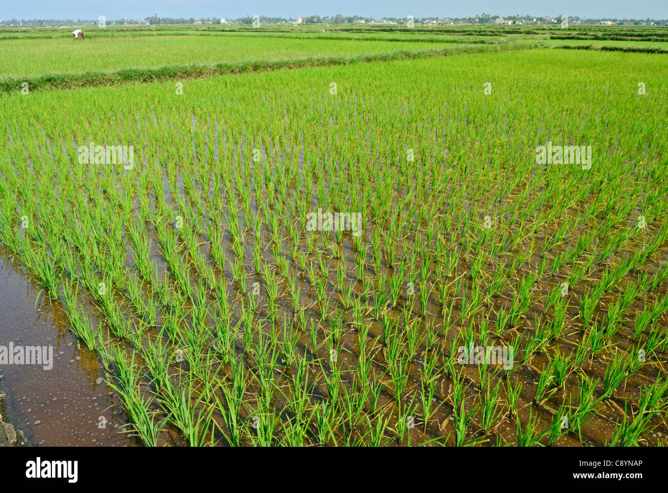 Nr hoi an rice field hi-res stock photography and images - Alamy