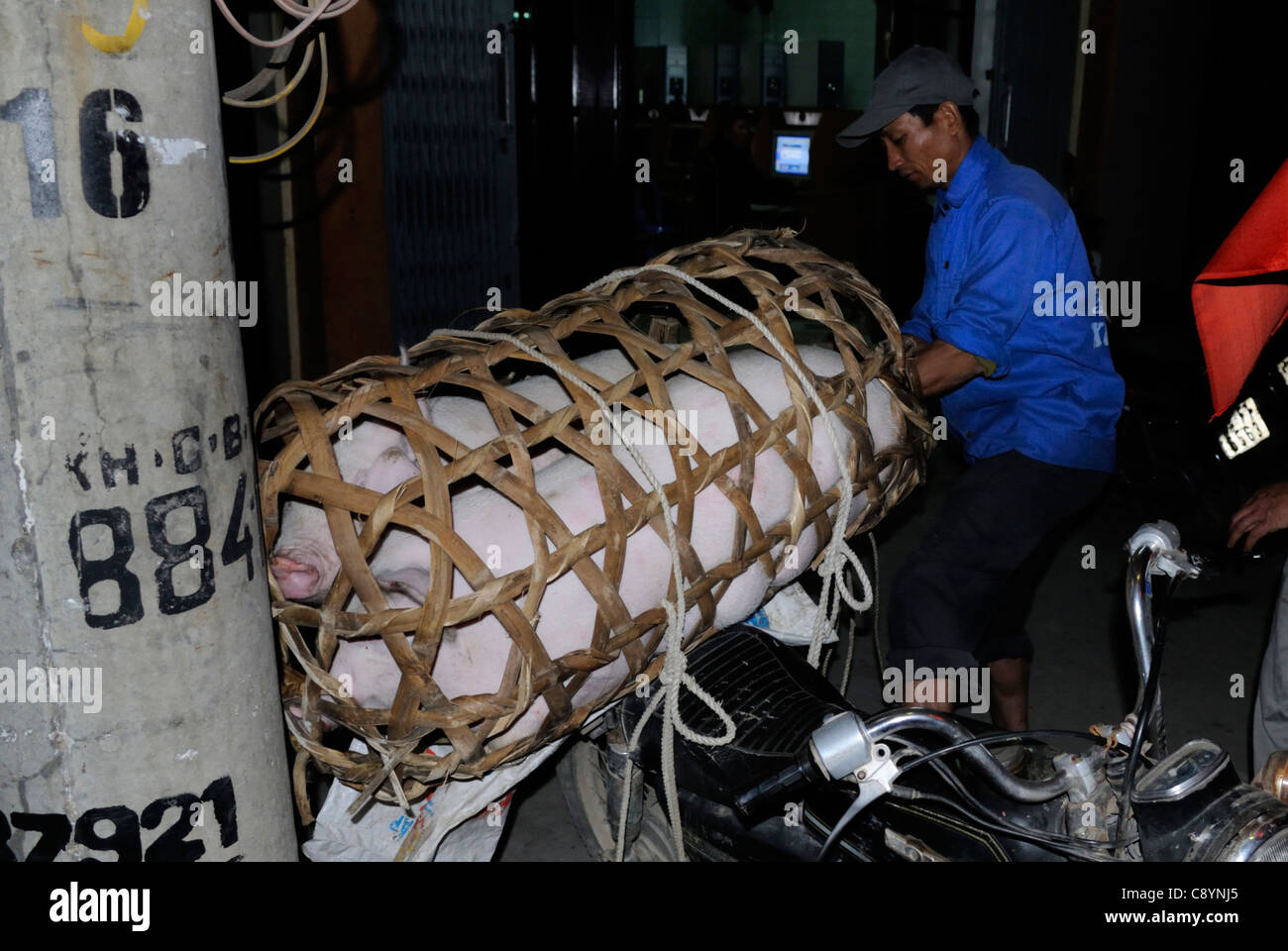 Asia, Vietnam, Ninh Binh. Transporting living pigs on a motorbike Stock ...