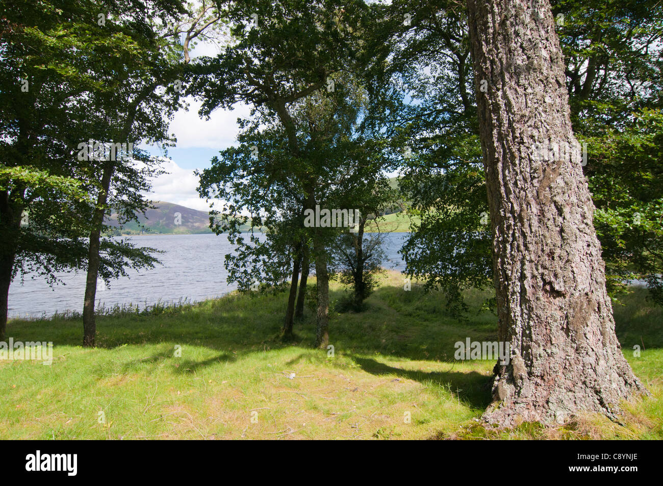 Looking north from the southern shore of St Mary's Loch Stock Photo - Alamy