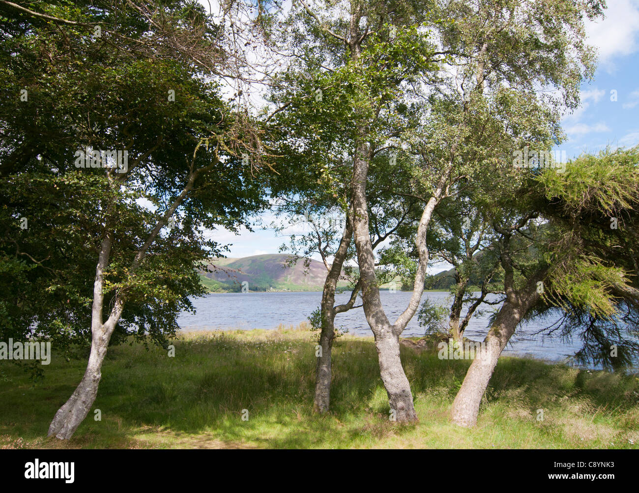 looking north through trees at St Marys Loch Stock Photo - Alamy
