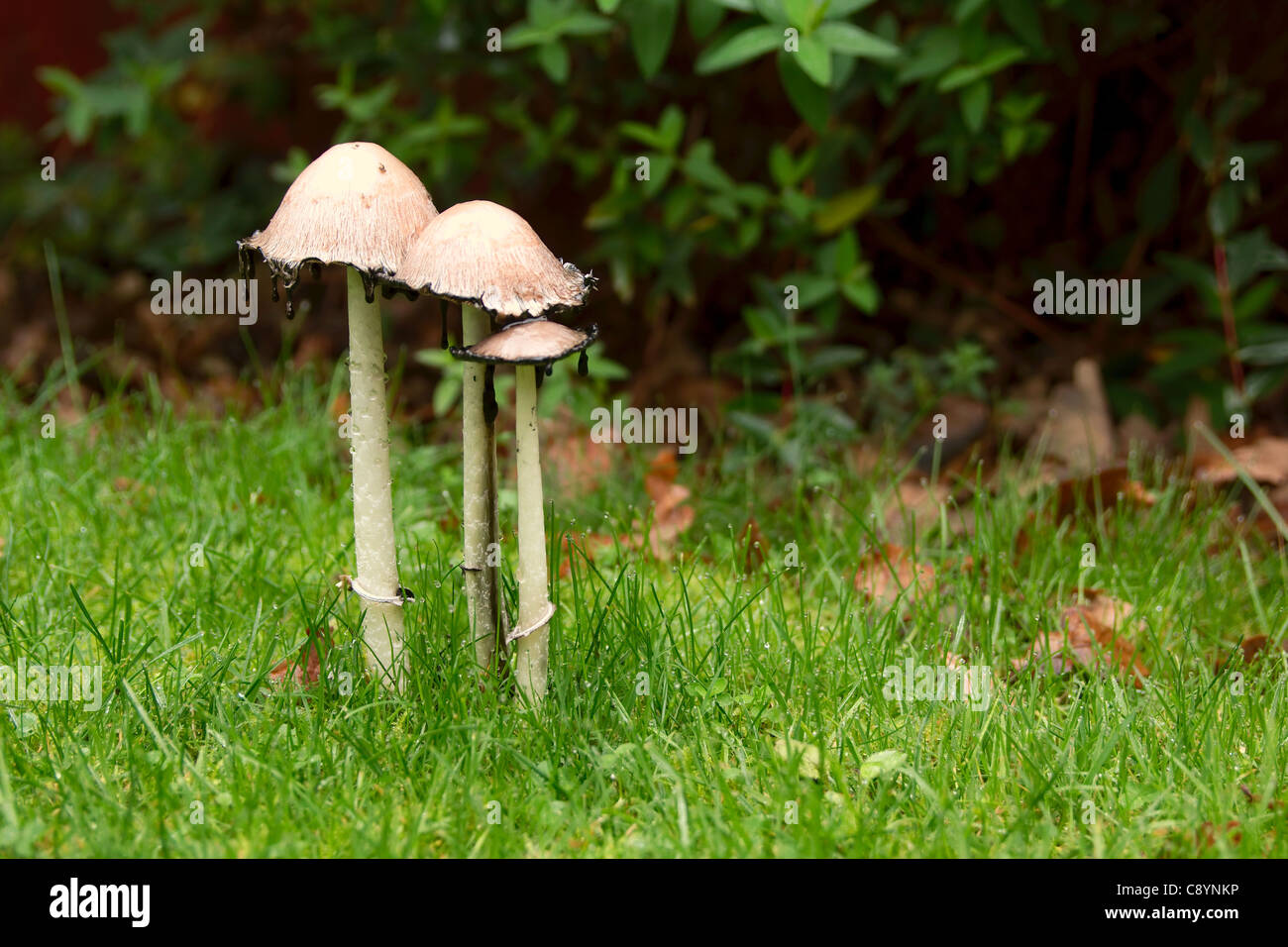 Grass Lawn Fungus High Resolution Stock Photography and Images - Alamy