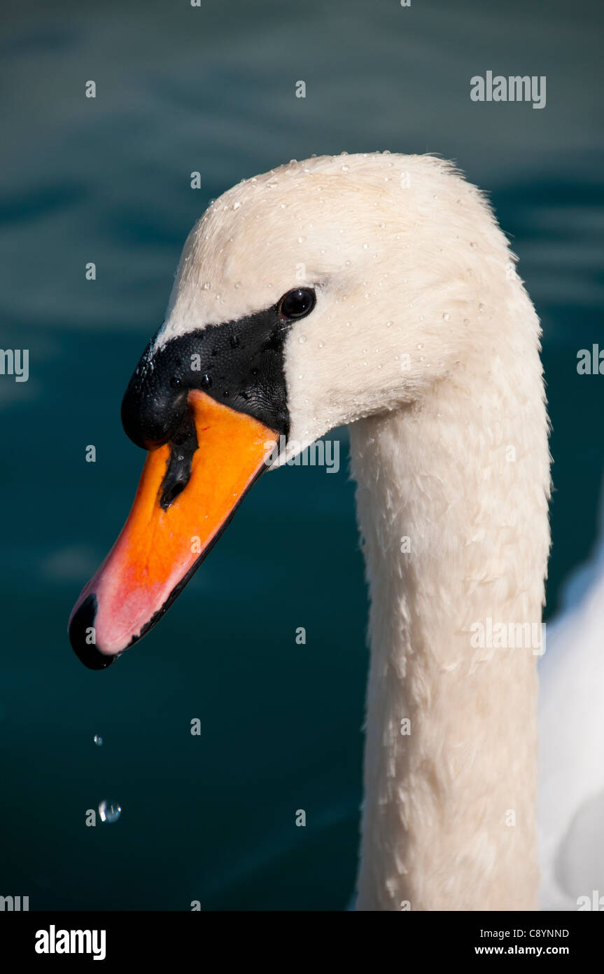 Swan eyes hi-res stock photography and images - Alamy