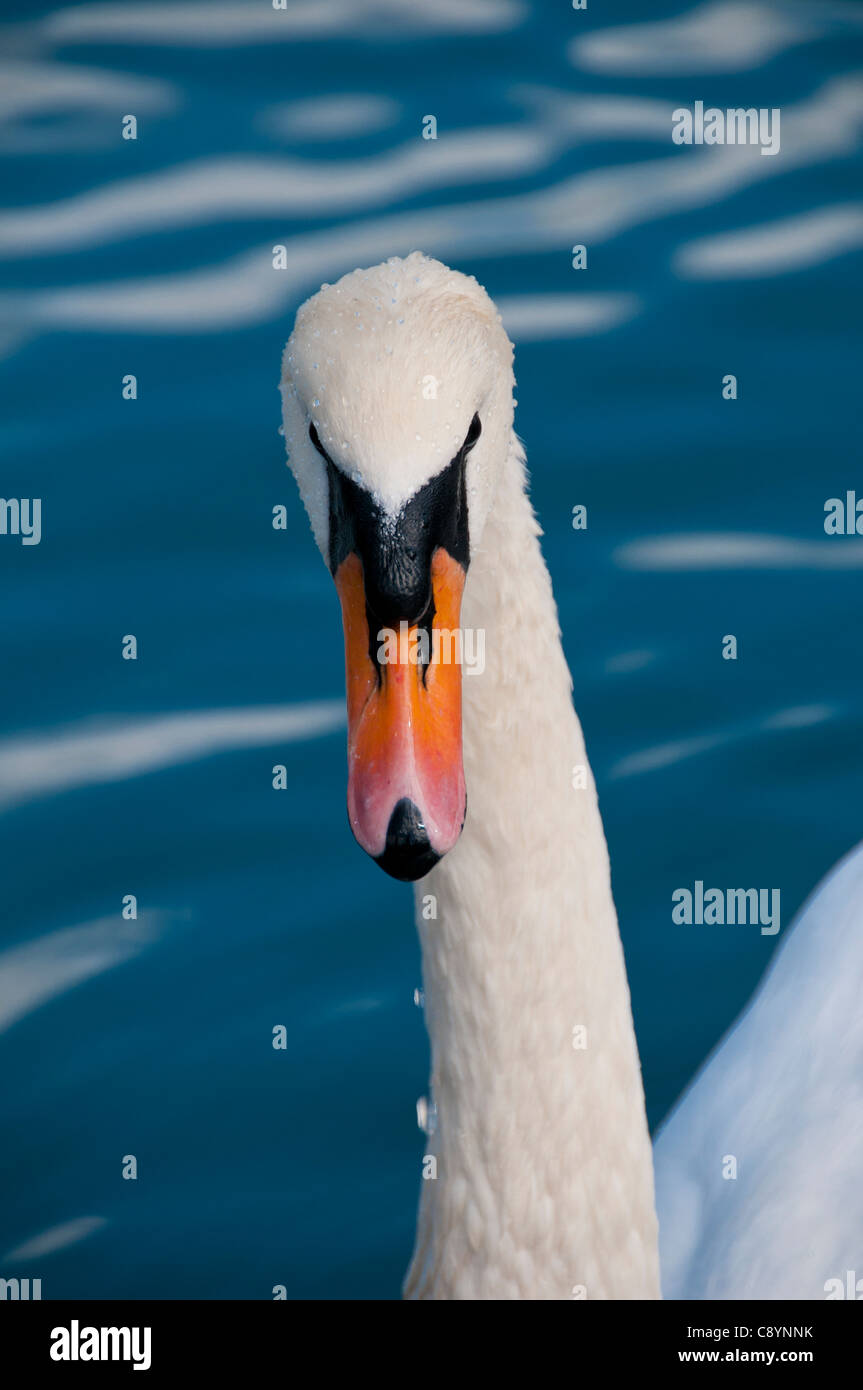 Swan face hi-res stock photography and images - Alamy
