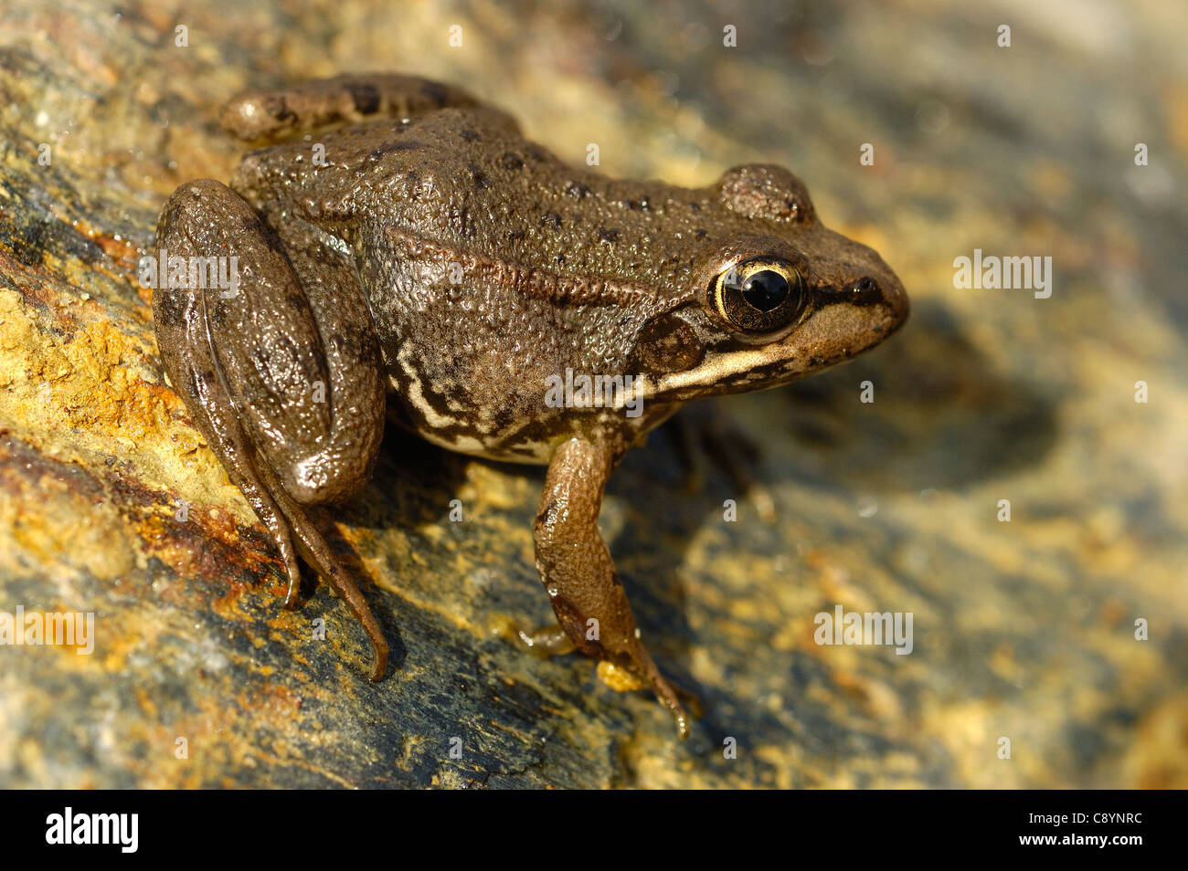 Common frog (Rana temporaria Stock Photo - Alamy