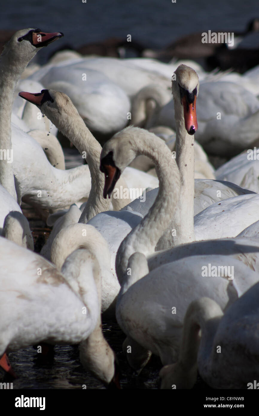 Swans beaks hi-res stock photography and images - Alamy