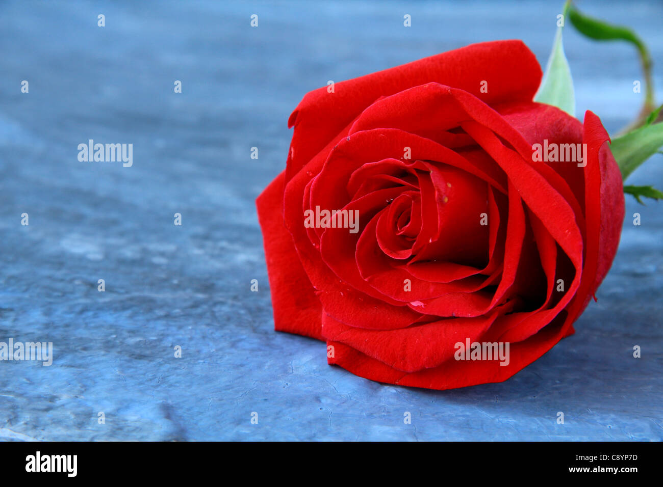 beautiful red rose Stock Photo - Alamy
