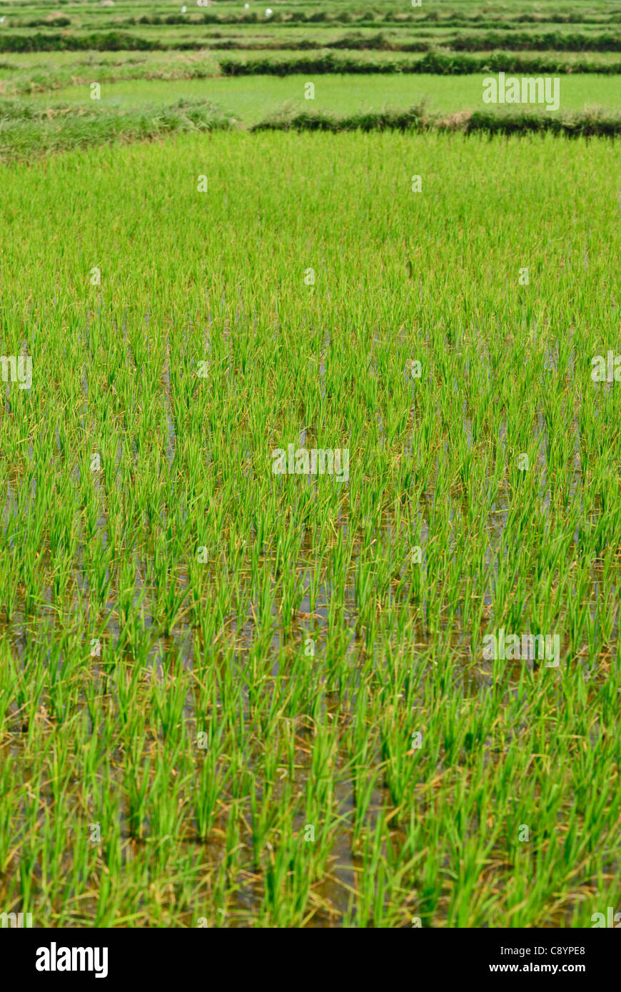 Nr hoi an rice field hi-res stock photography and images - Alamy