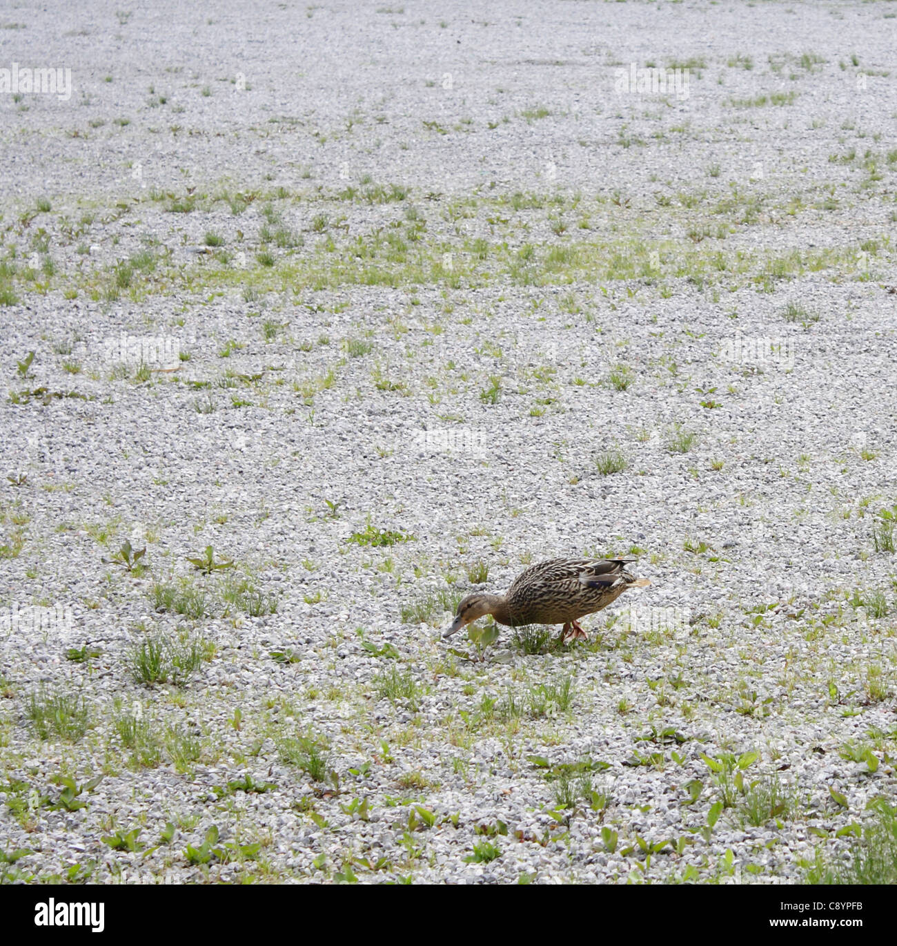 Sand duck hi-res stock photography and images - Alamy