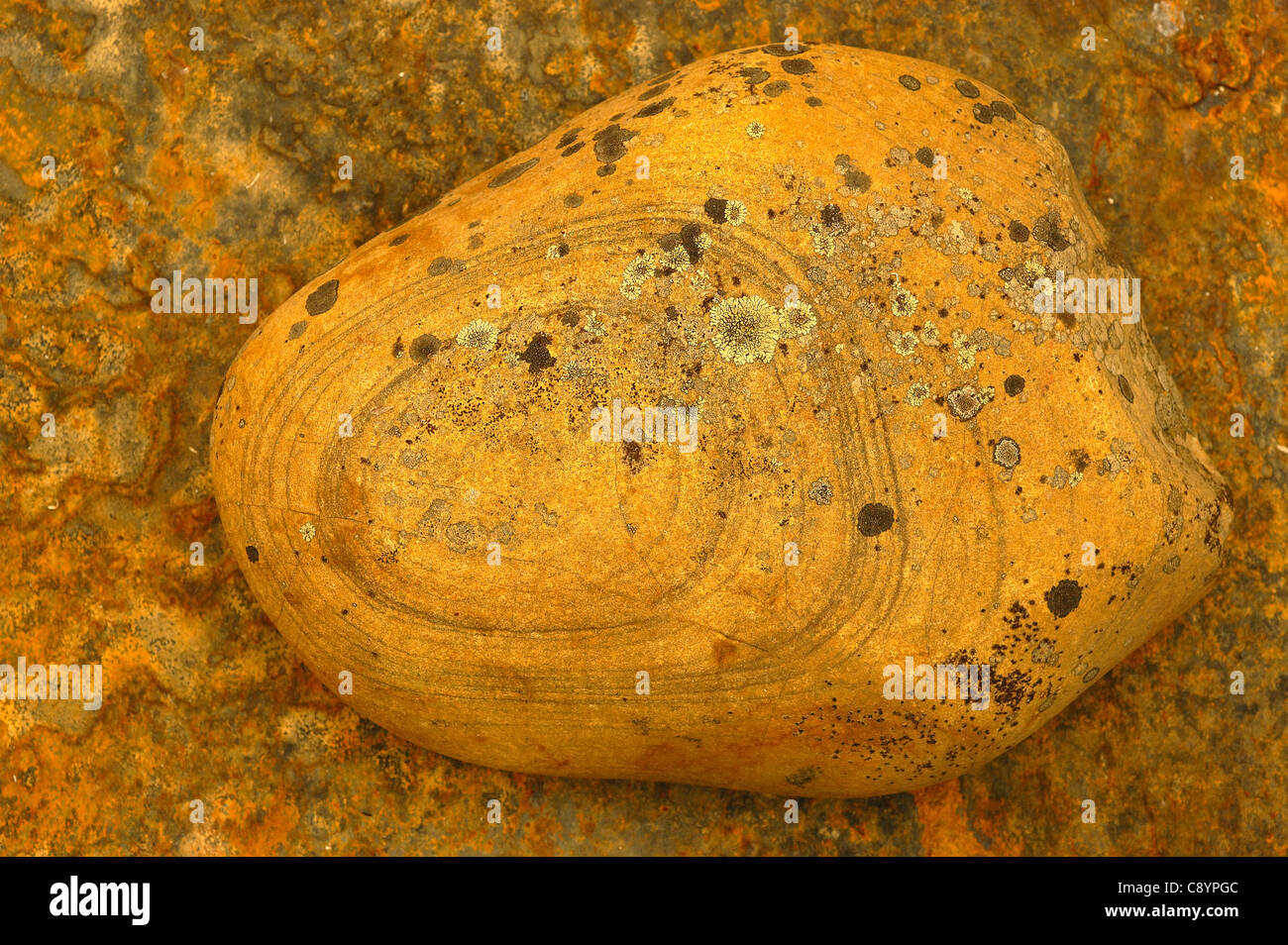 Lichen and rocks Stock Photo - Alamy
