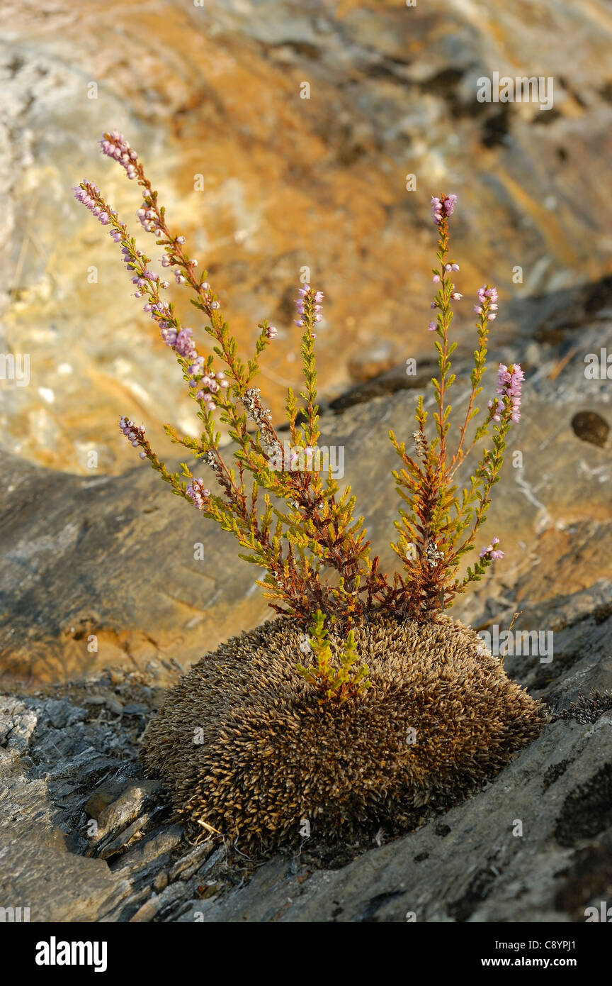 Common heath (Calluna vulgaris) and moss Stock Photo - Alamy