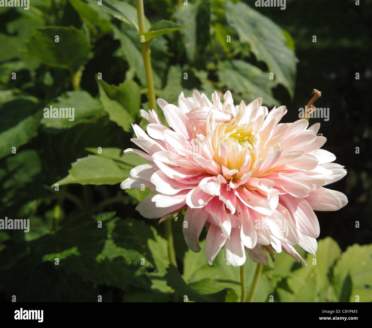 Pink flower in a garden Stock Photo - Alamy
