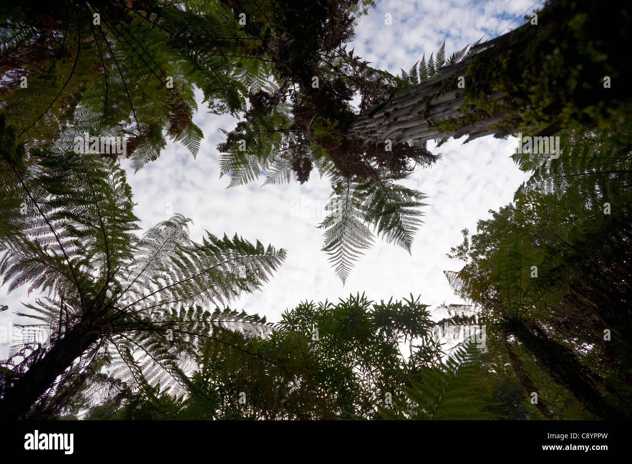 Tree Ferns, Whanganui National Park, North Island, New Zealand Stock ...