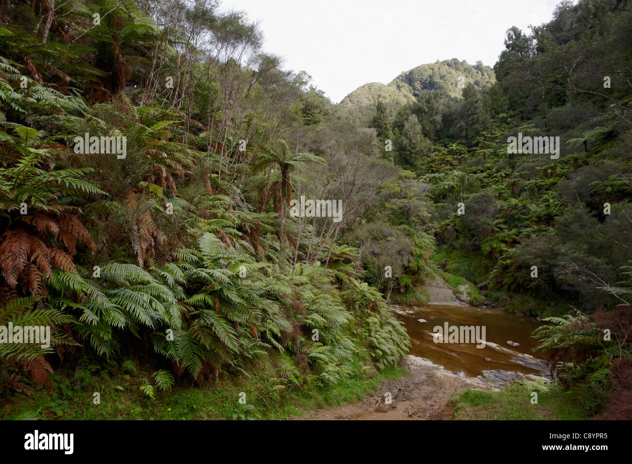 Biodiversity new zealand hi-res stock photography and images - Alamy