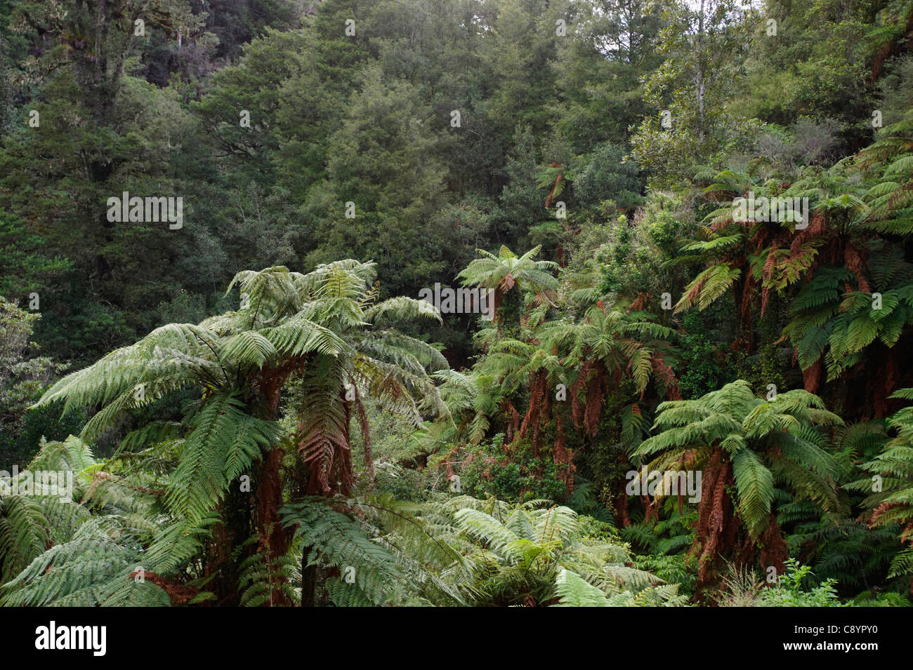 Tree Ferns, Whanganui National Park, North Island, New Zealand Stock ...