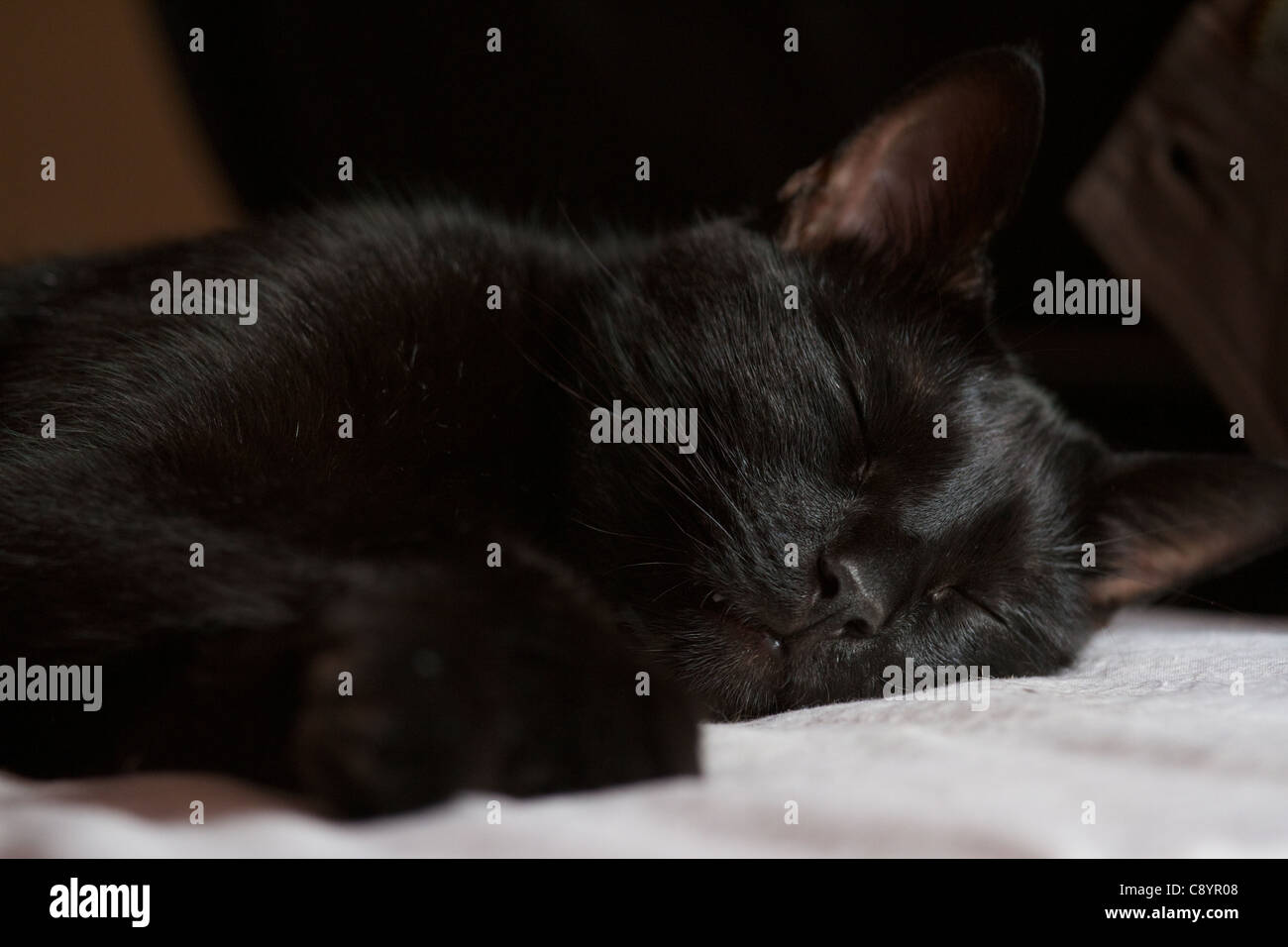 Black cat sleeping hi-res stock photography and images - Alamy