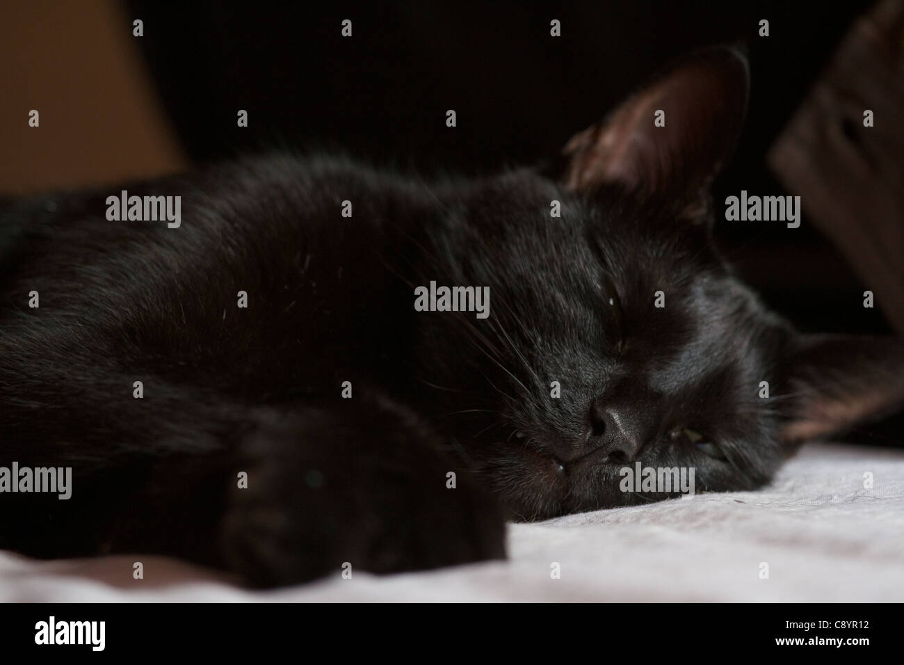 portrait of a black cat sleeping Stock Photo - Alamy