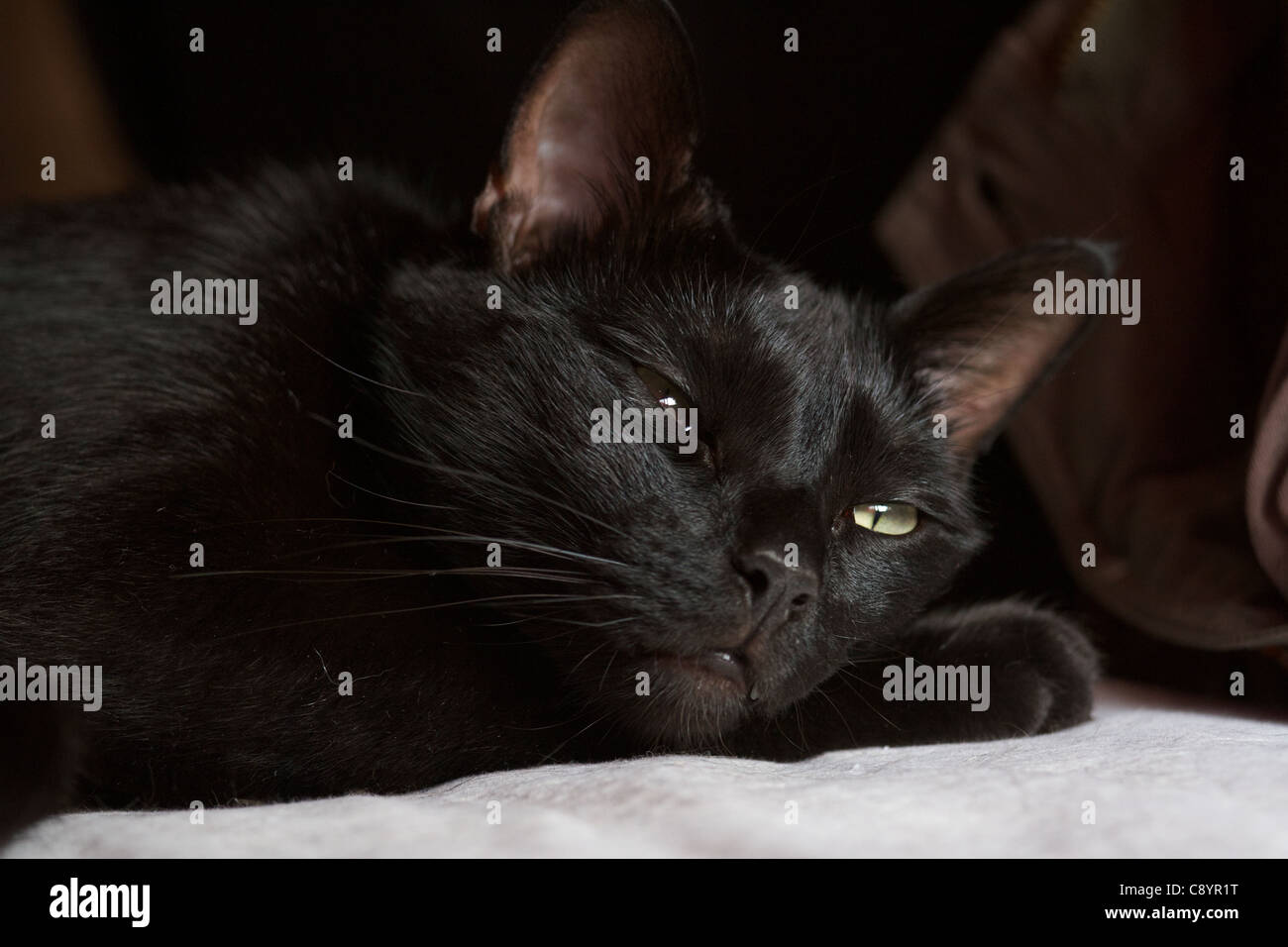 portrait of a black cat sleeping Stock Photo - Alamy