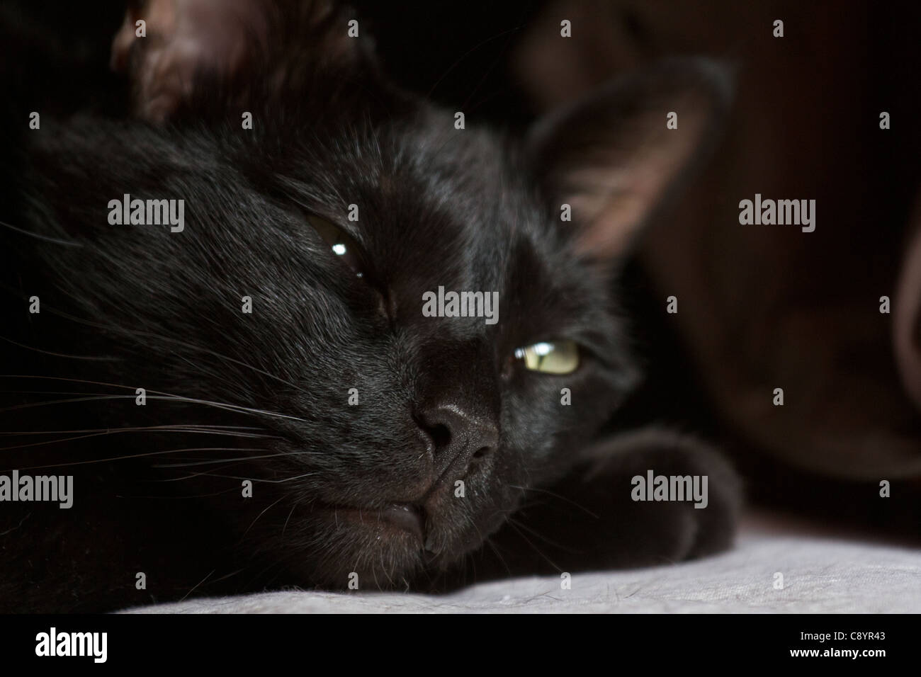 Black cat sleeping hi-res stock photography and images - Alamy