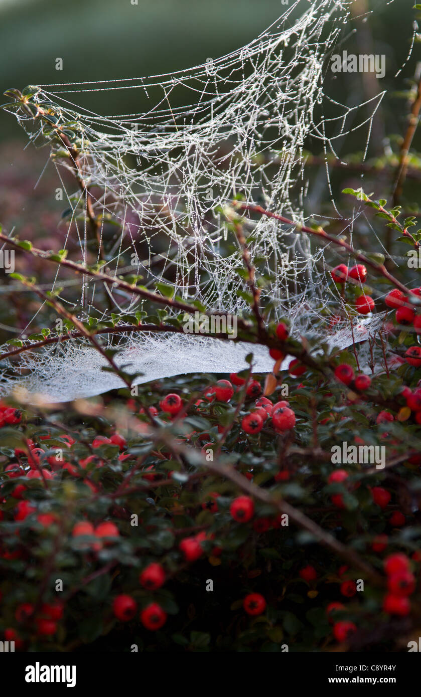 Red spiders hi-res stock photography and images - Alamy