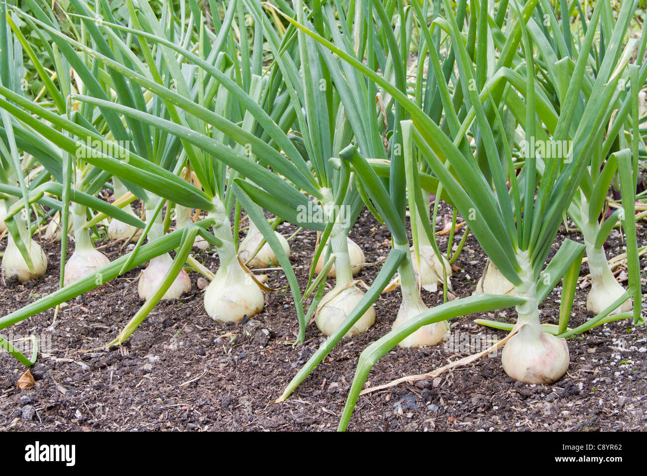 Row of large onions growing in soil Stock Photo - Alamy
