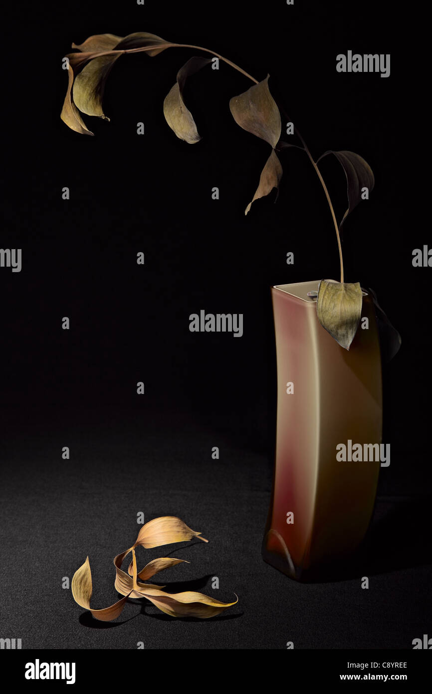 dry leaves on long cramped in vase. studio shot Stock Photo - Alamy