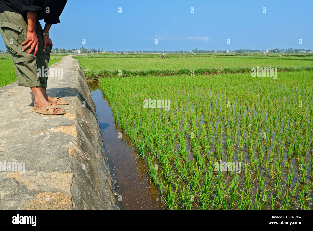 Nr hoi an rice field hi-res stock photography and images - Alamy