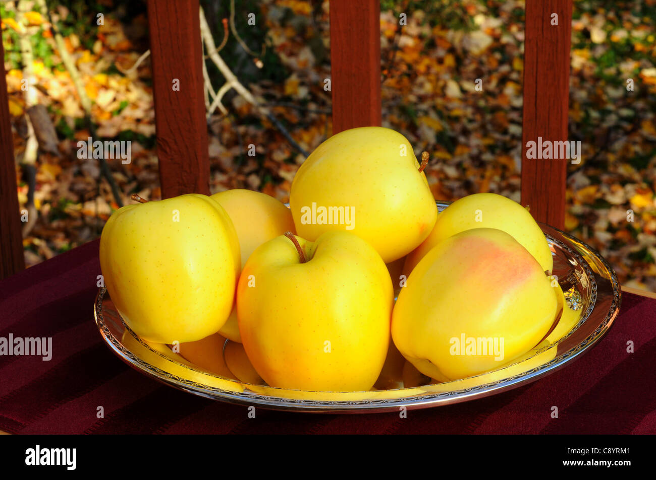 Bright Golden Delicious Apples In An Autumn Setting Stock Photo Alamy bright-golden-delicious-apples-in-an-autumn-setting-stock-photo-alamy