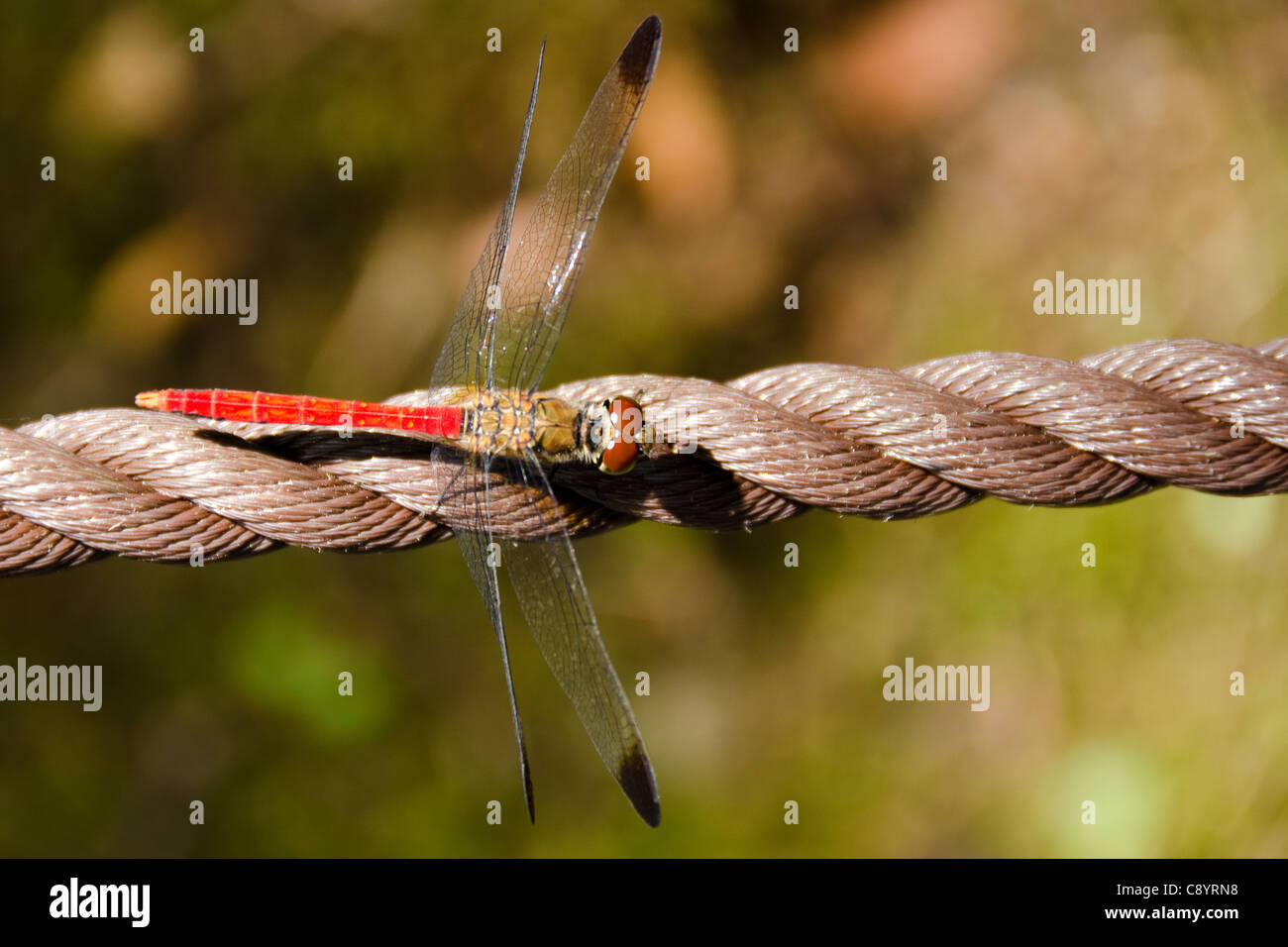 Red japanese dragonfly sitting on a rope in daylight Stock Photo - Alamy