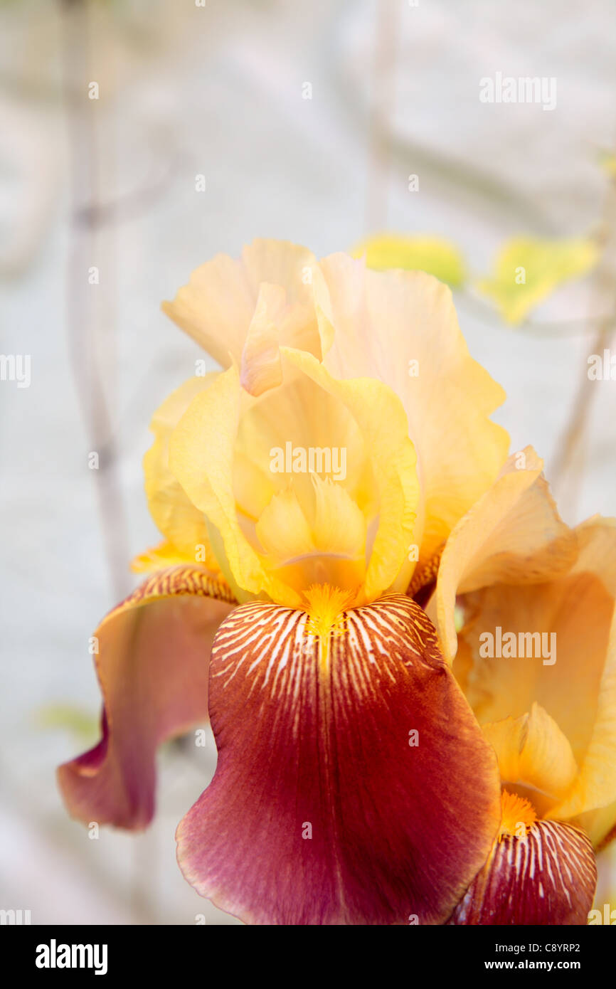 two colored flower iris. nature Stock Photo - Alamy