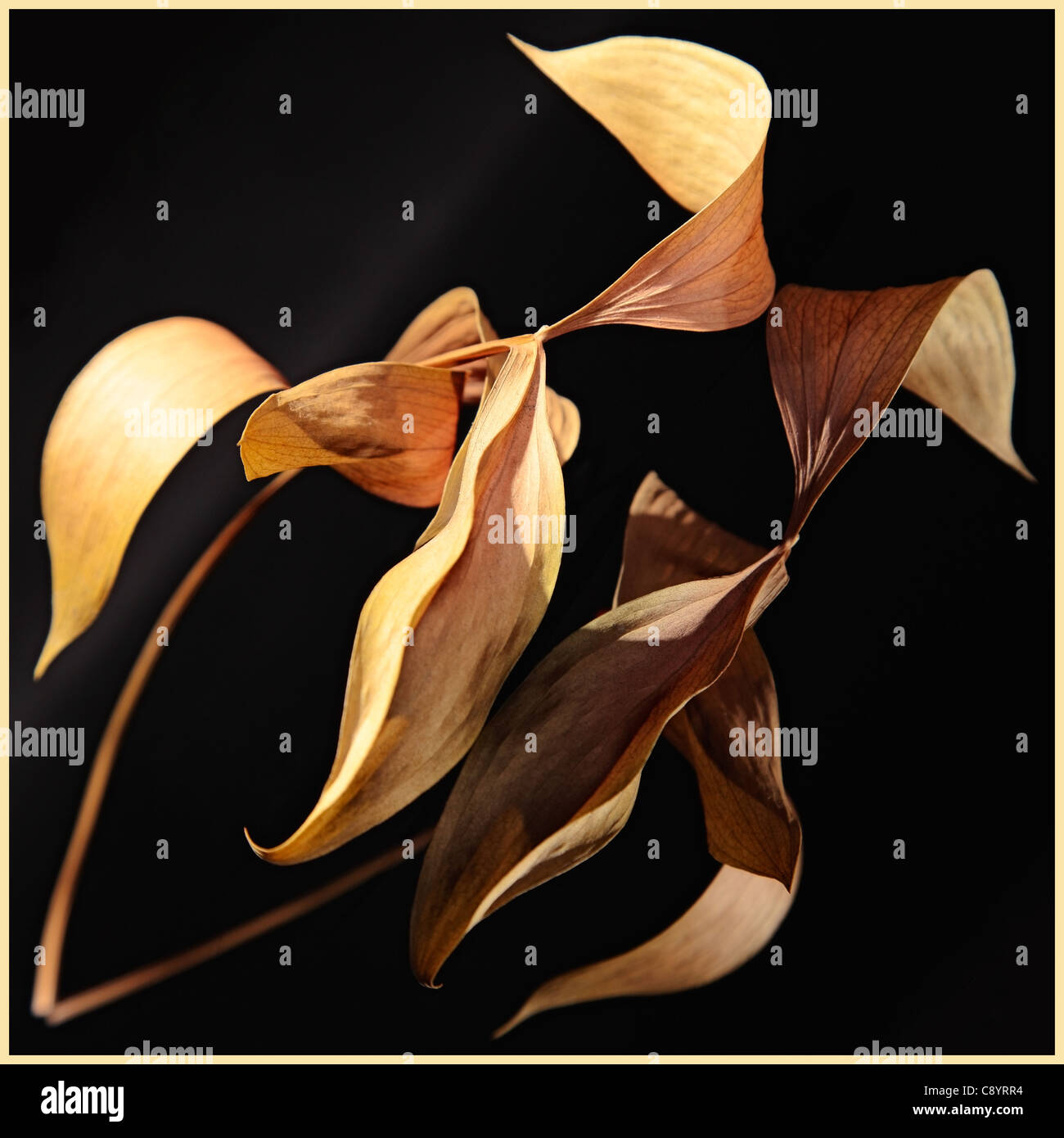 dry leaves on long cramped. studio shot Stock Photo - Alamy