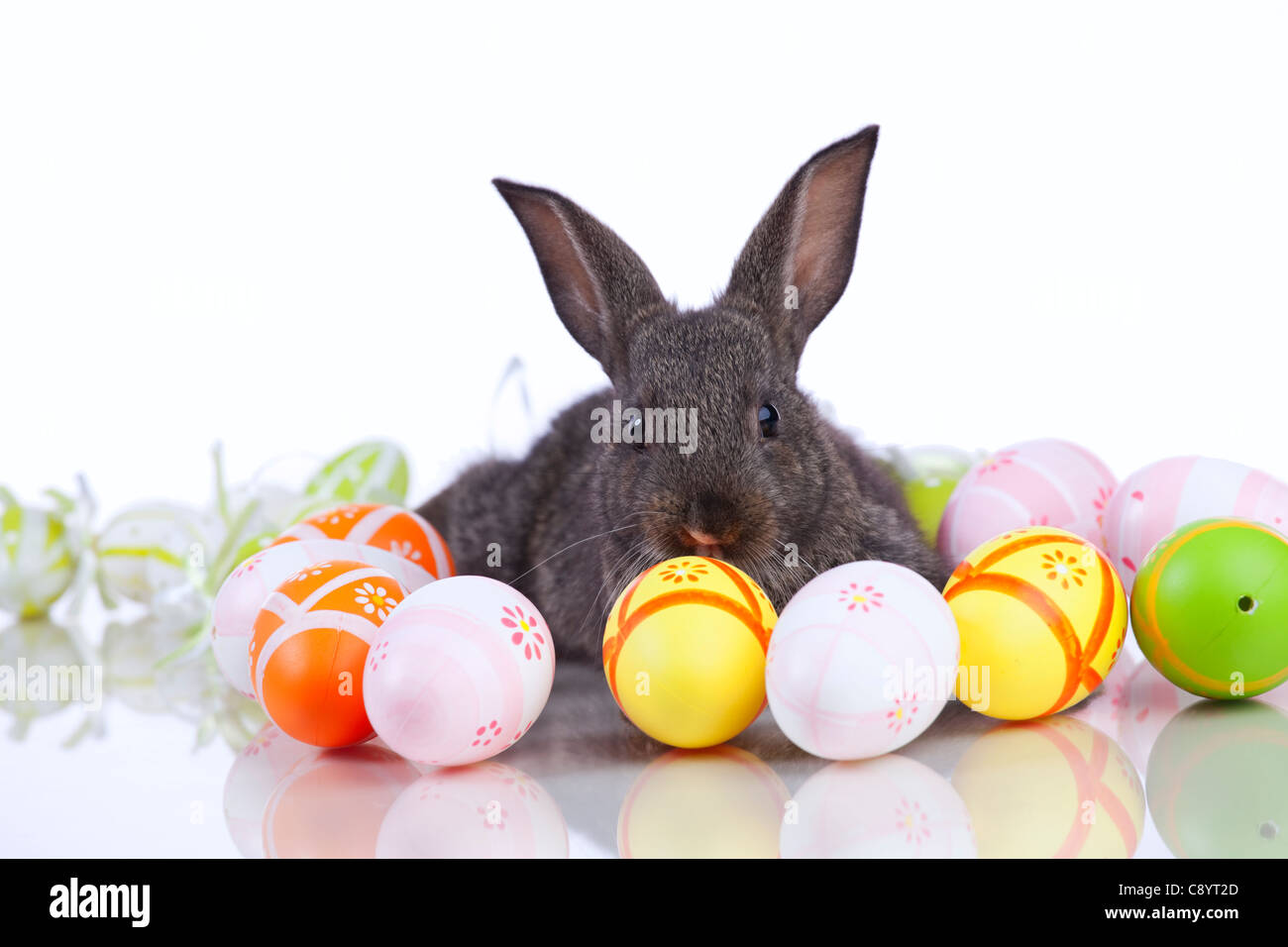 Rabbit playing with a easter egg (isolated on white Stock Photo - Alamy