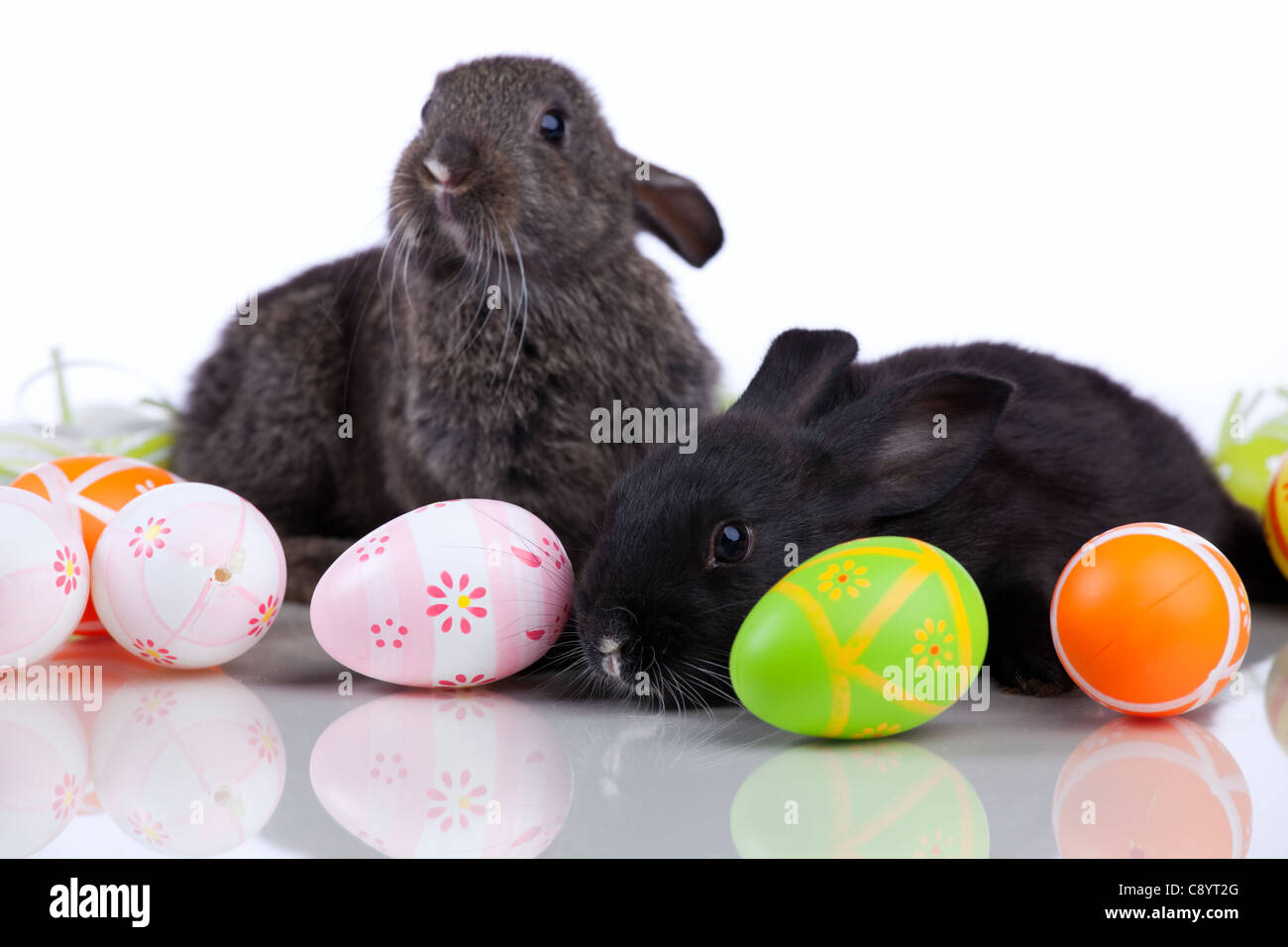 Rabbit playing with a easter egg (isolated on white Stock Photo - Alamy
