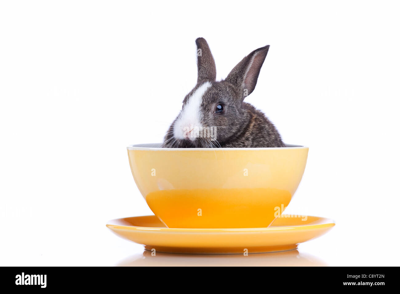 Rabbit inside a bowl (isolated on white Stock Photo - Alamy