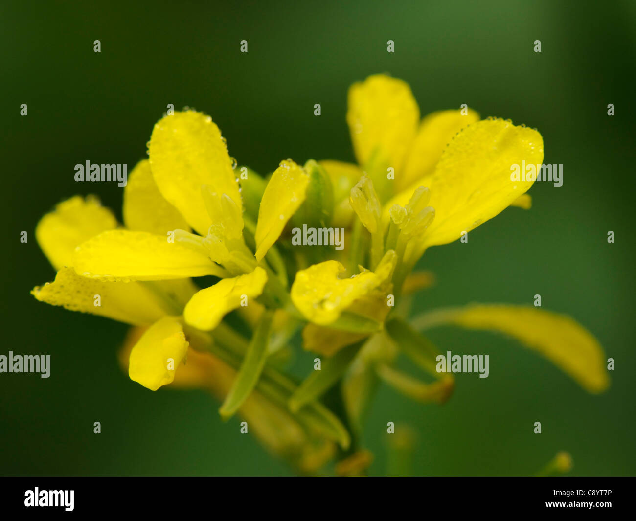 Charlock hi-res stock photography and images - Alamy