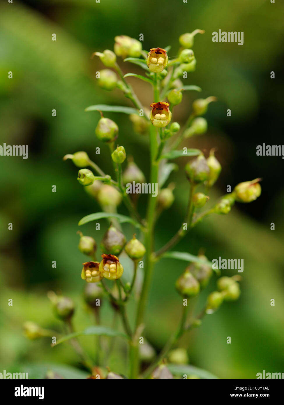 Water Figwort, Scrophularia auriculata Stock Photo - Alamy