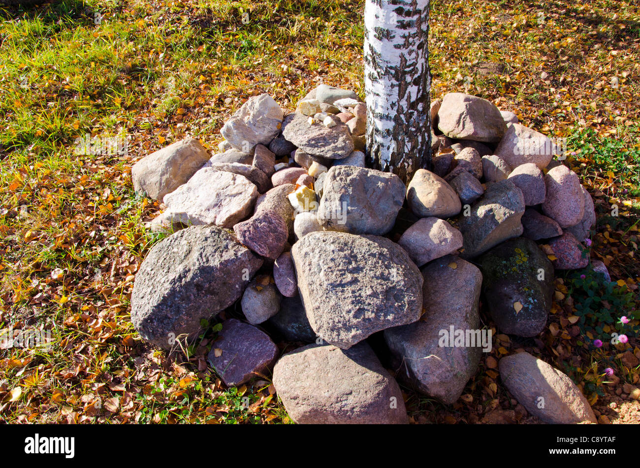Birch tree root hi-res stock photography and images - Alamy