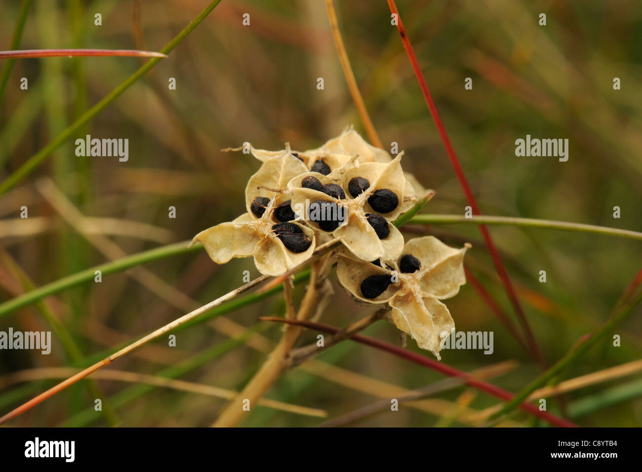 Spring Squill High Resolution Stock Photography and Images - Alamy