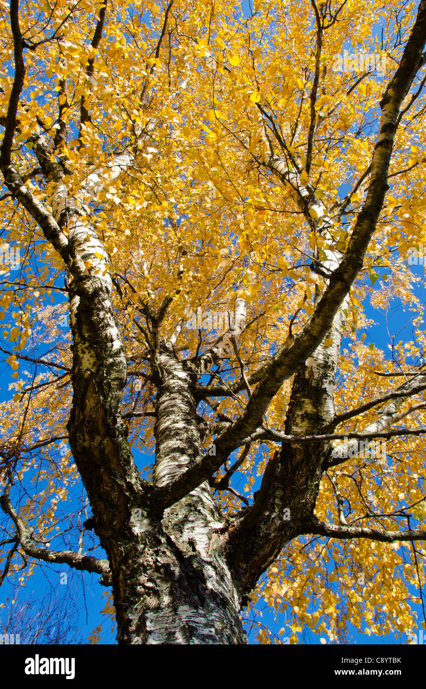 october birch branches and golden foliage on sky background Stock Photo ...