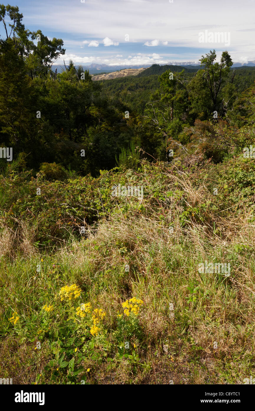 Yellow Daisies and Southern Alps from Hope Saddle, South Island, New ...