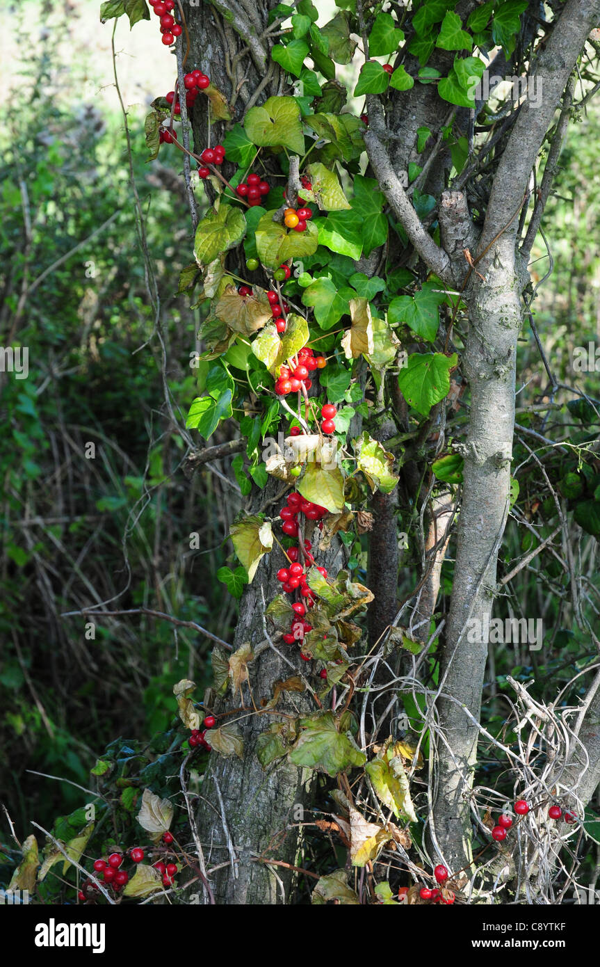 Red berries black climbing plant hi-res stock photography and images ...