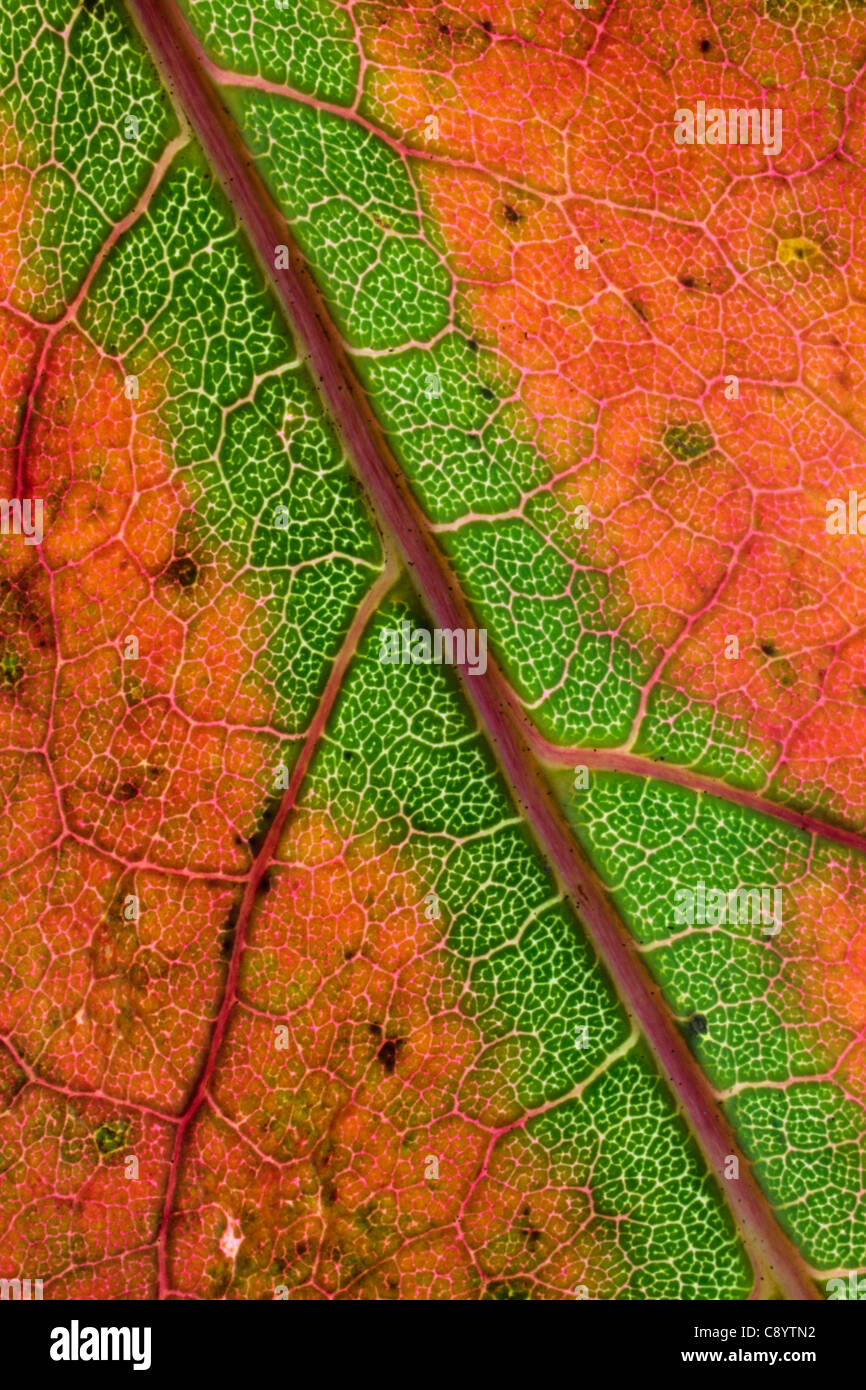 Individual leaf hi-res stock photography and images - Alamy