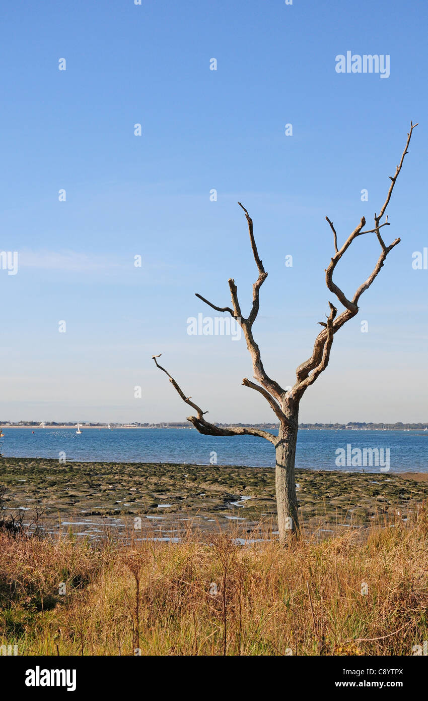 Dead tree. Chichester Harbour Stock Photo - Alamy