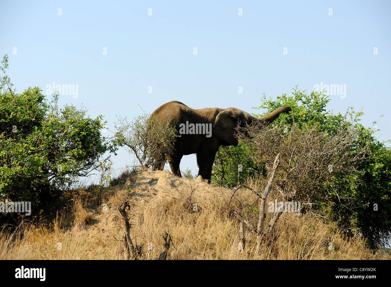 African elephants enjoying the freedom of Imire Safari Ranch in ...