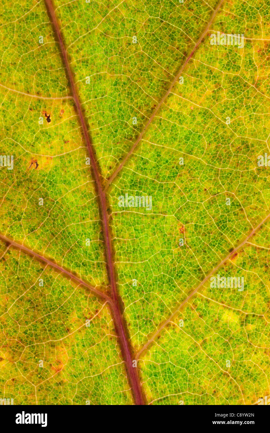 Individual Leaf High Resolution Stock Photography and Images - Alamy