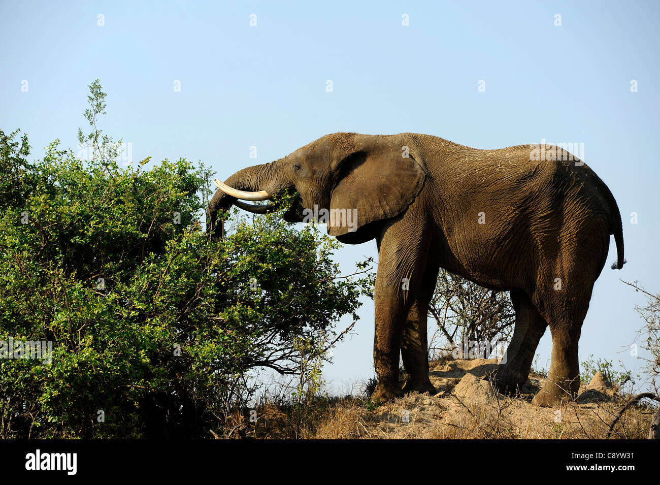 African elephant enjoying the freedom of Imire Safari Ranch in ...