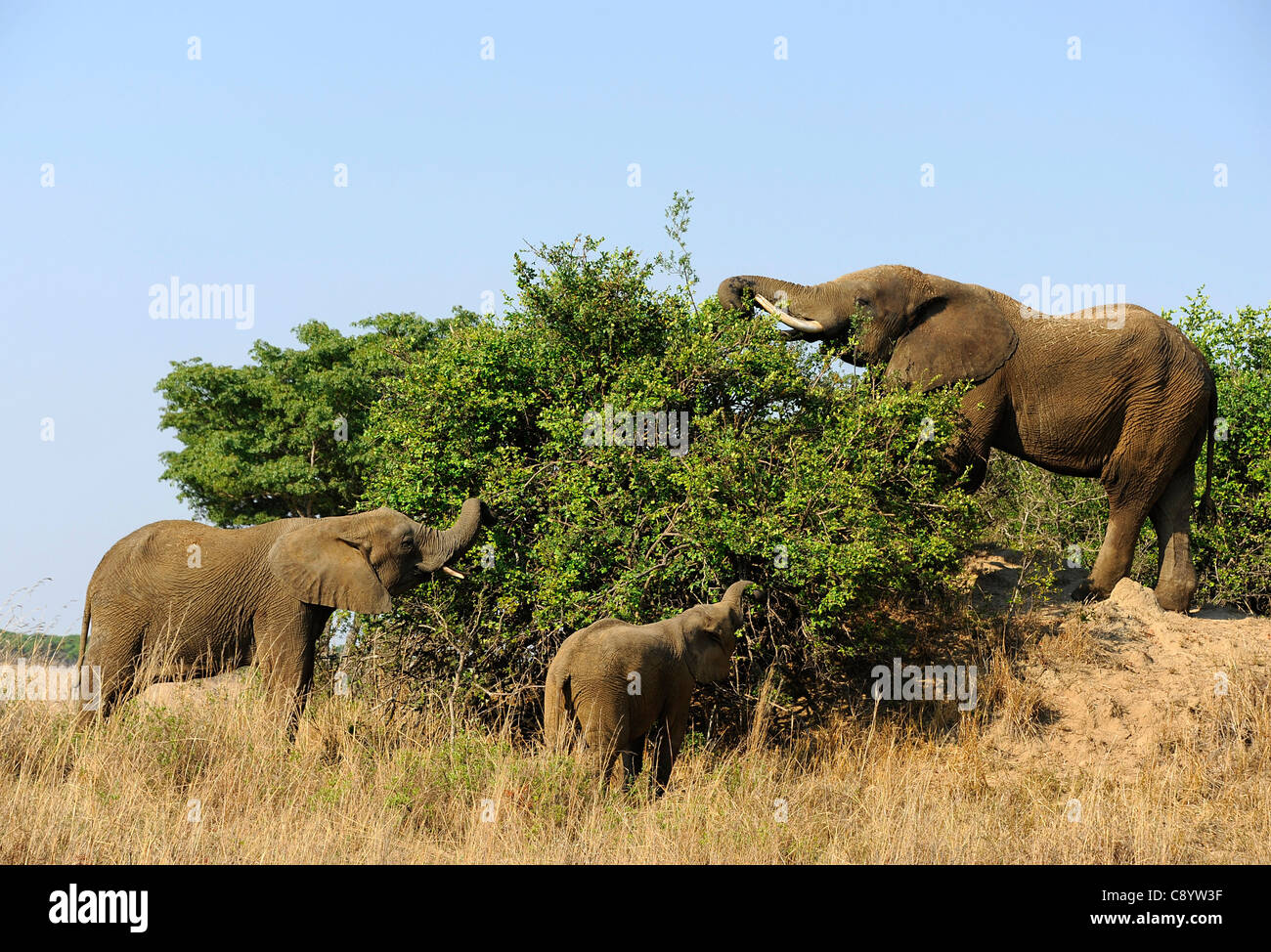 African elephants enjoying the freedom of Imire Safari Ranch in ...